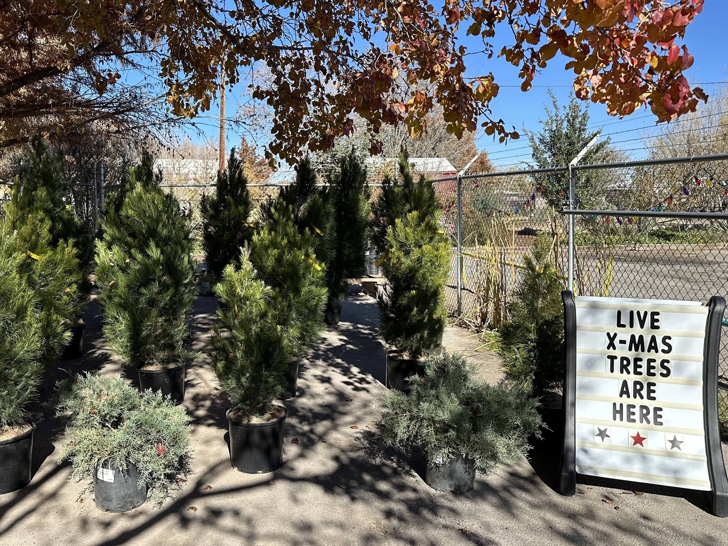 Home | Trees That Please