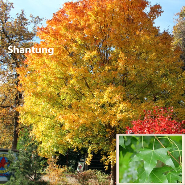All About Shangtung Maples! | Trees That Please
